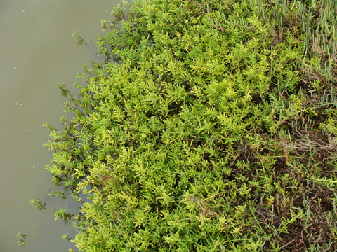 Saltwort, Batis maritima
